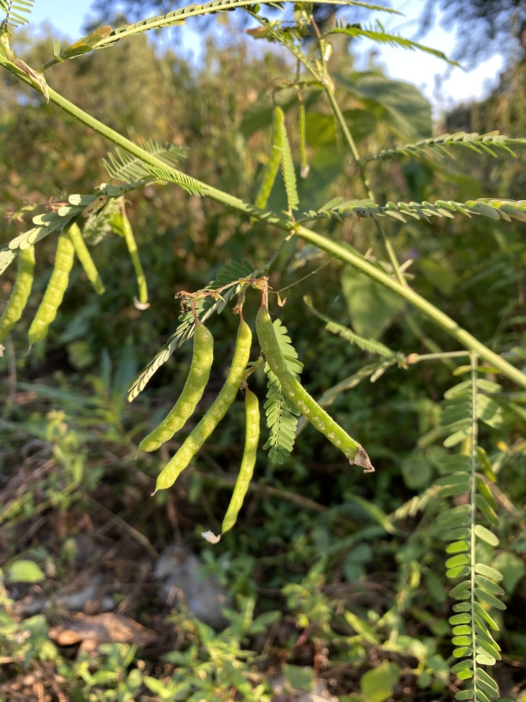 Budda Pea in September 2023 by abelkinser · iNaturalist