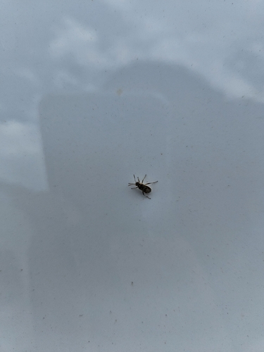 Observations by starl · iNaturalist