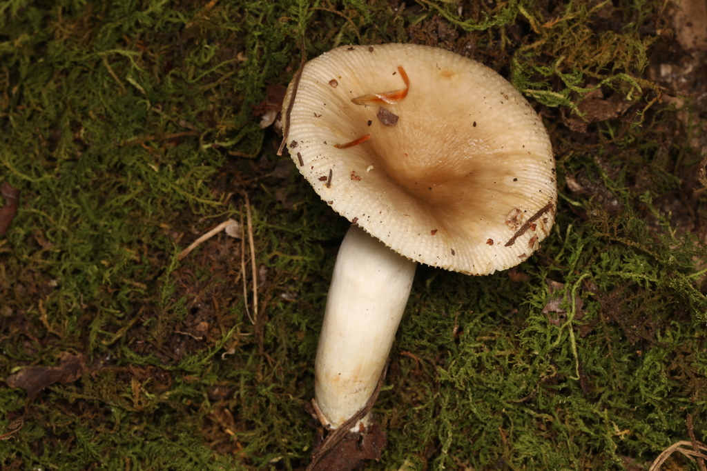 Russula pectinatoides from 130 Kanuga Chapel Dr, Hendersonville, NC ...