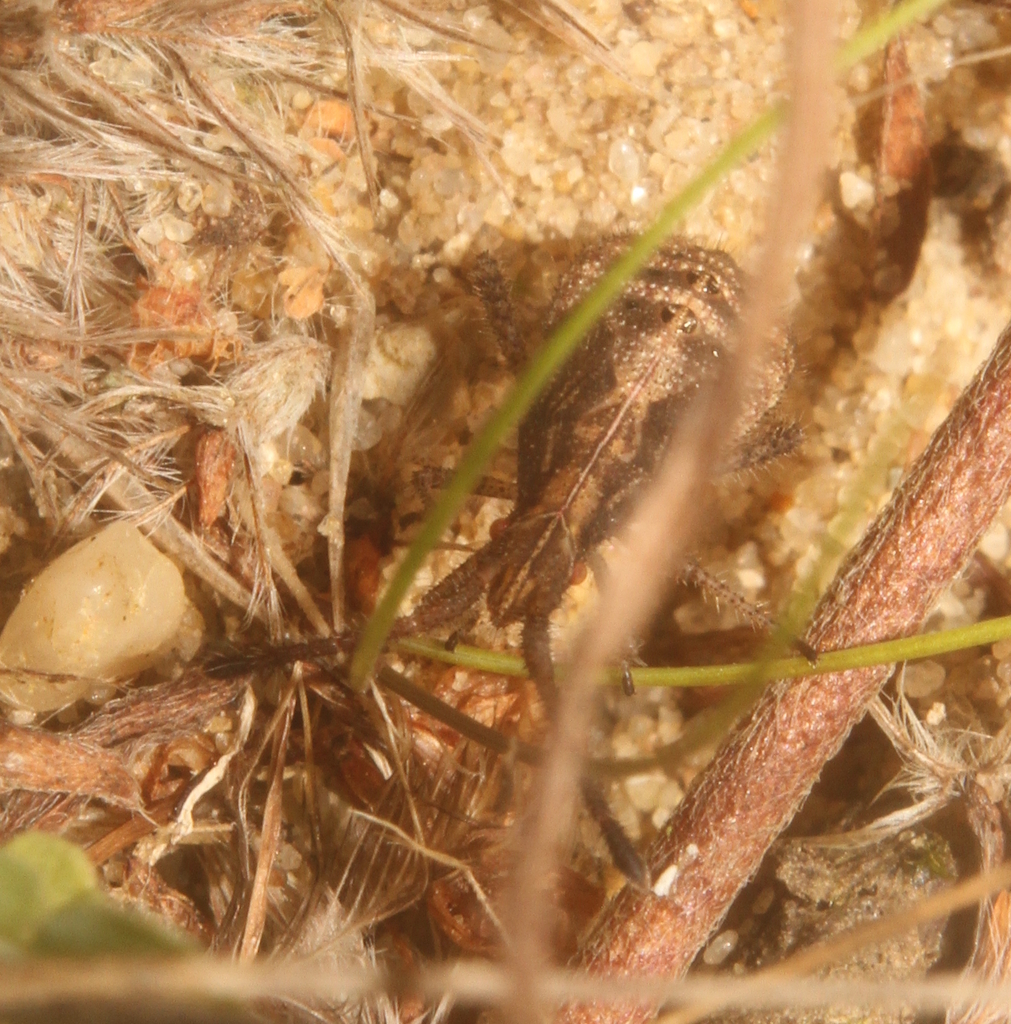 Denticulate Leatherbug from Suffolk, UK on September 8, 2023 at 11:37 ...