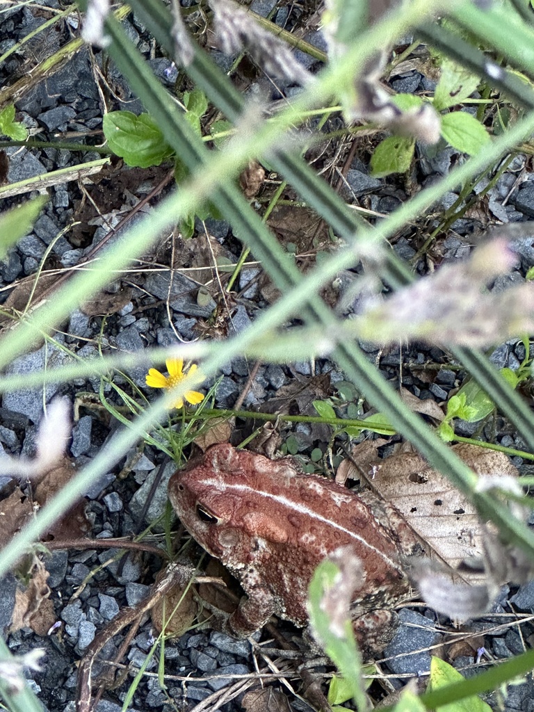 North American Toads from Star, NC, US on September 18, 2023 at 06:32 ...