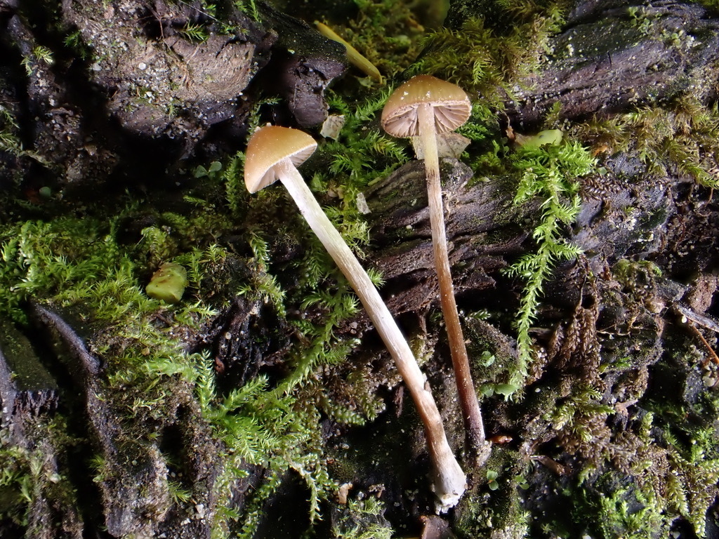 Psilocybe Mushrooms from Whatcom County, WA, USA on September 17, 2023 ...
