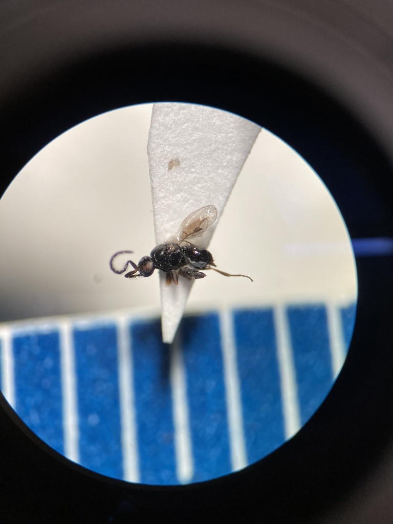 Megaspilidae from Williams Rd, Wooster, OH, US on July 11, 2023 at 10: ...