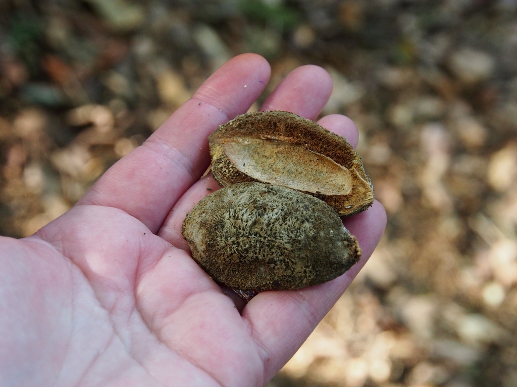 (Dipteryx oleifera) - Botanical Realm