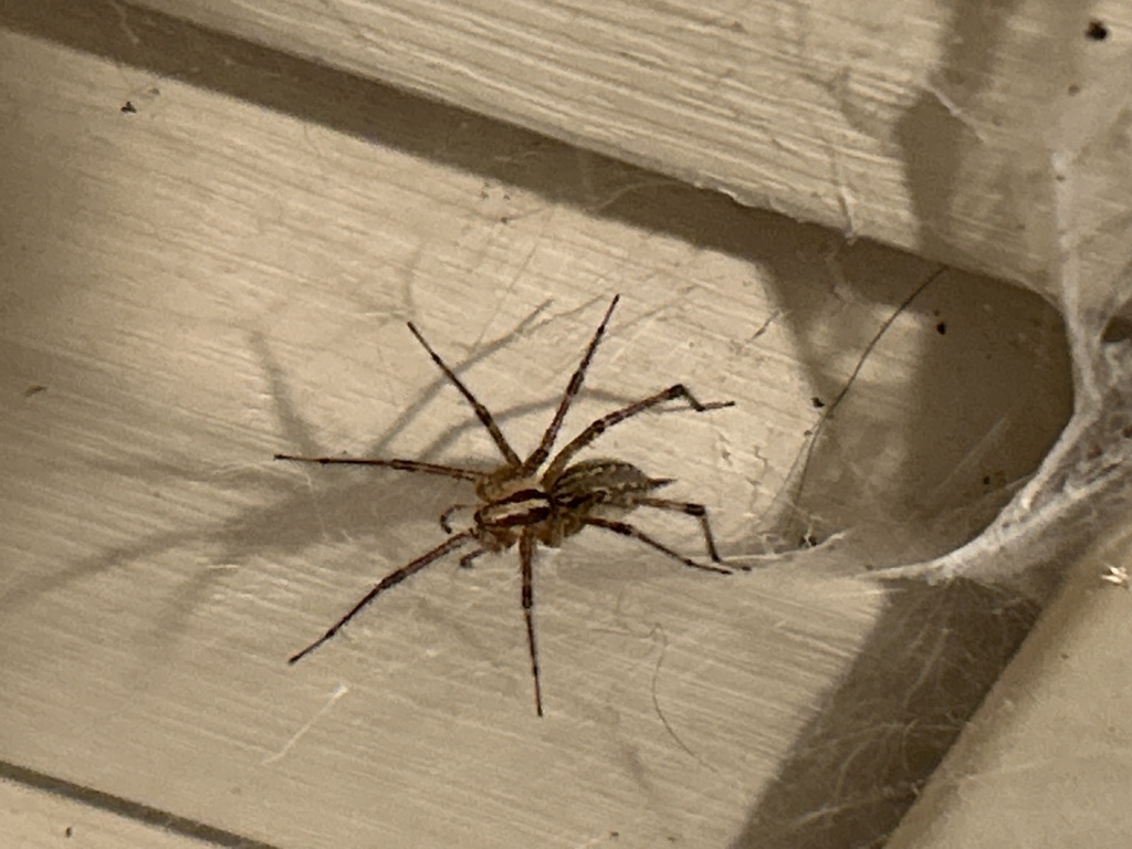Grass Spiders from Kendall Rd, Crownsville, MD, US on September 18 ...