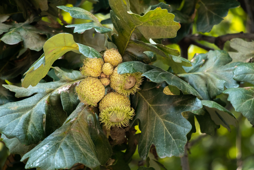 bur oak from Palo Blanco, San Pedro Garza García, N.L., México on ...