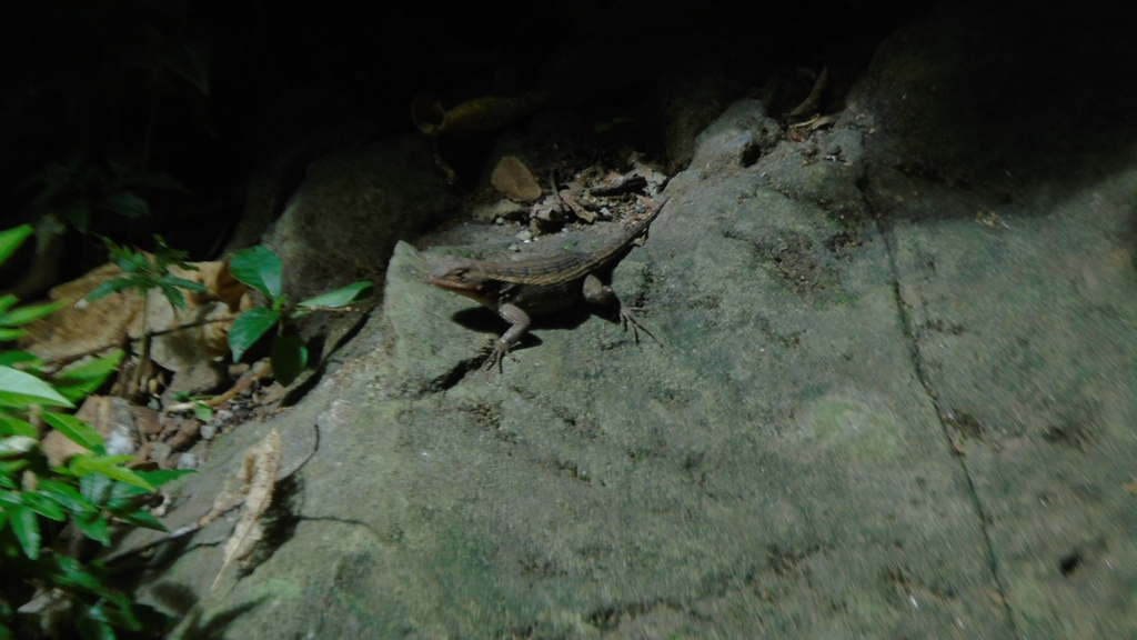 Rose-bellied Lizard from Altagracia, Nicaragua on September 9, 2023 at ...