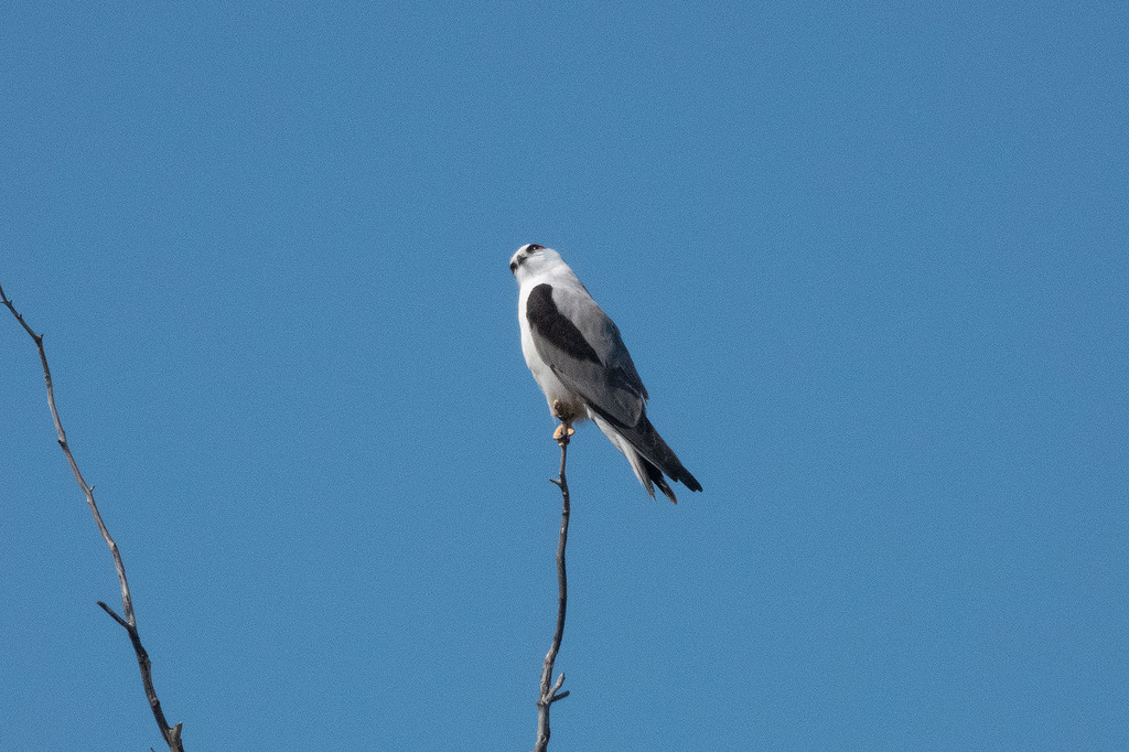 Black-shouldered Kite from Bulloo Downs QLD 4492, Australia on August 8 ...