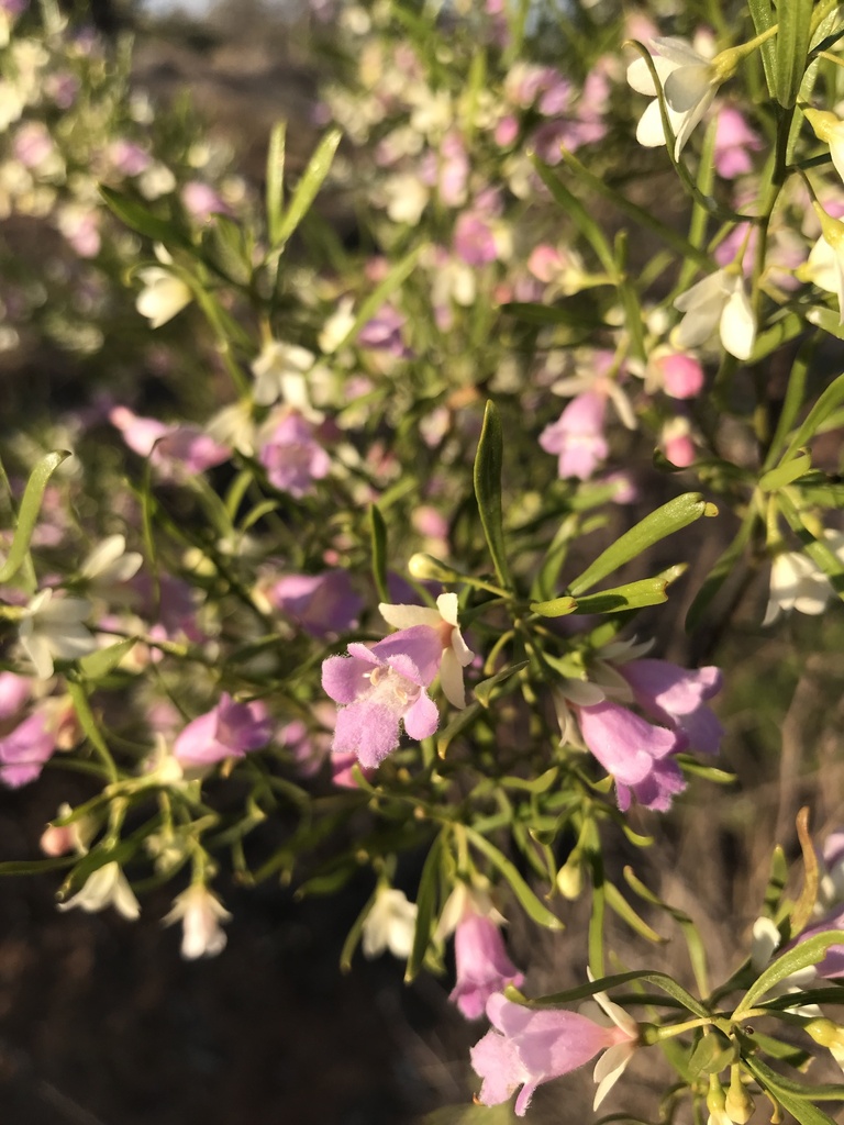 Emu Bush from Paroo, AU-QL, AU on September 17, 2023 at 07:12 AM by ...