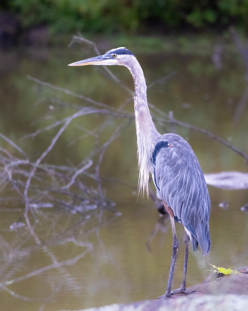 Great Blue Heron from Adams County, PA, USA on September 18, 2023 at 08 ...