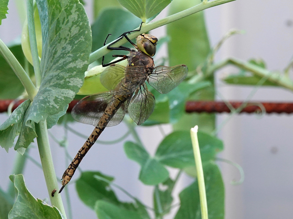 Australian Emperor from Wembley WA, Australia on September 18, 2023 at ...