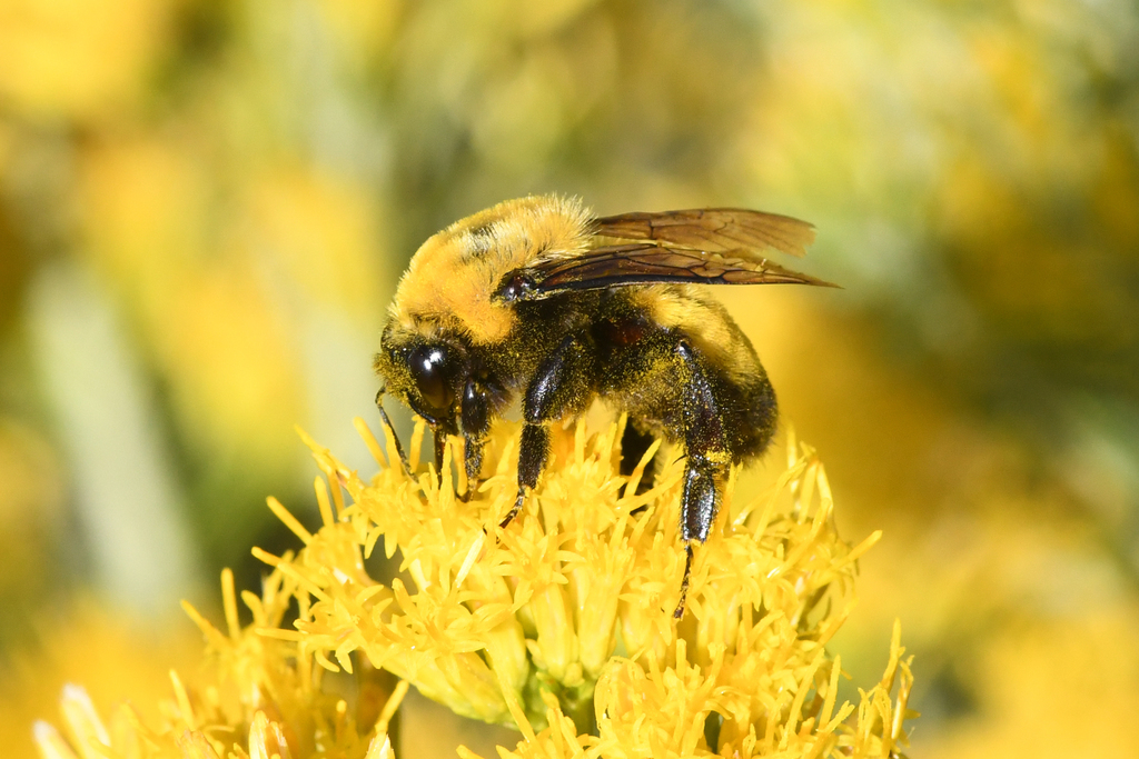 Morrison's Bumble Bee from Mono County, CA, USA on September 18, 2023 ...