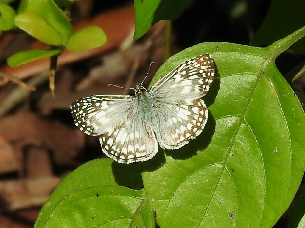 Tropical Checkered-Skipper from Arthur R. Marshall Loxahatchee Wildlife ...