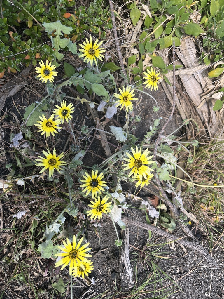 Capeweed from Beach Rd, Sandringham, VIC, AU on September 19, 2023 at ...