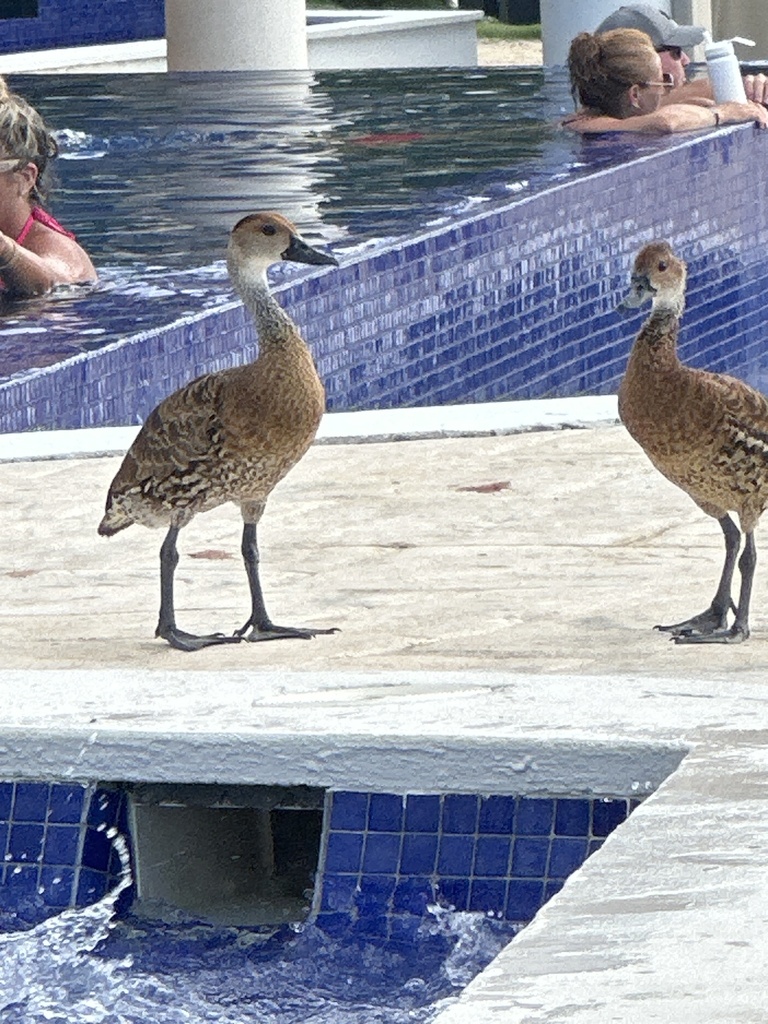 West Indian Whistling-Duck in September 2023 by thigham · iNaturalist