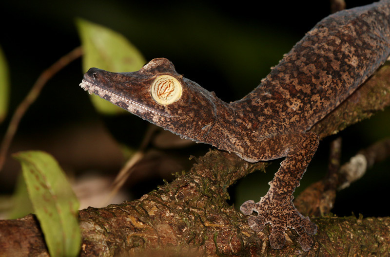 Giant Leaf-tailed Gecko from Maroantsetra, Madagaskar on November 27 ...