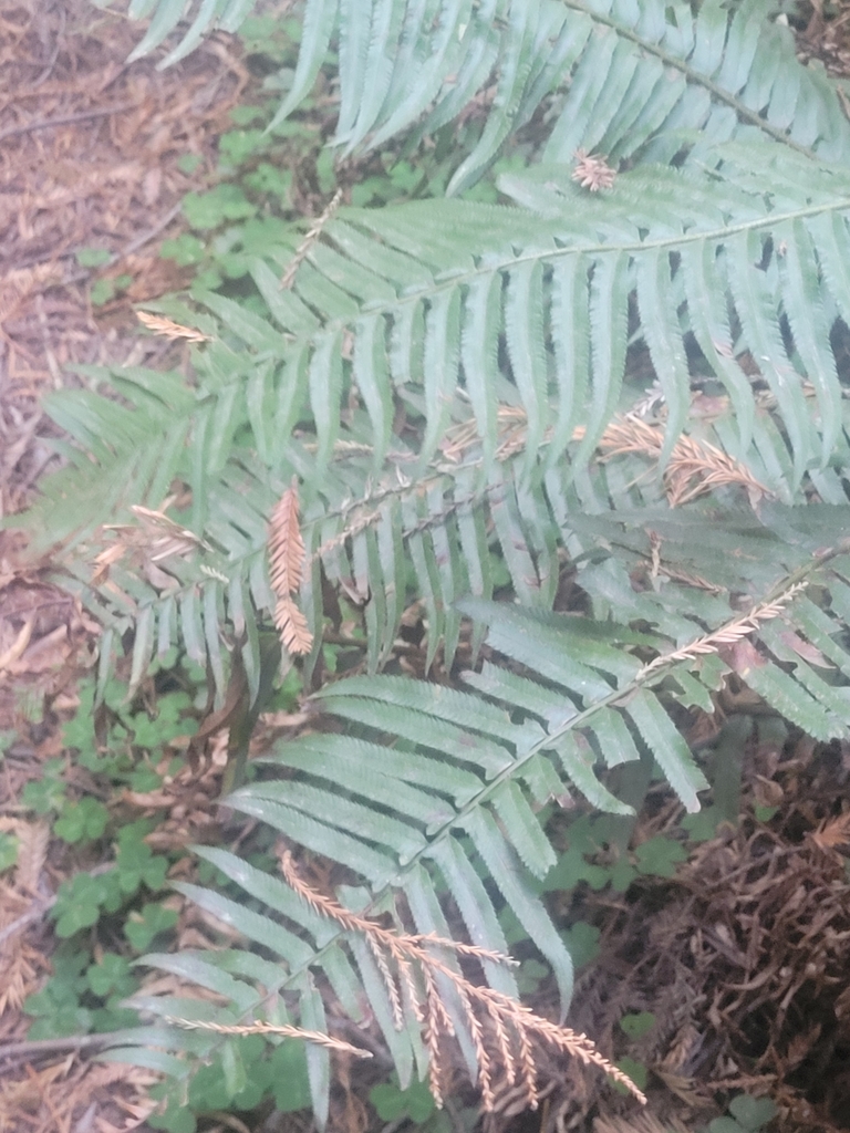 western sword fern from Humboldt Redwoods State Park, Humboldt County ...