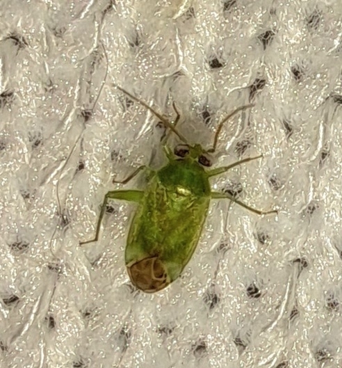 Broken-backed Bug from Washington, LA 70589, USA on September 18, 2023 ...