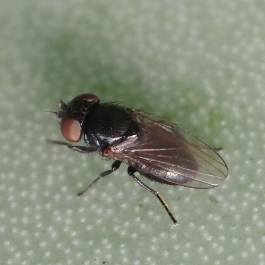 Freeloader Flies from Mills County, TX, USA on September 16, 2023 at 02 ...