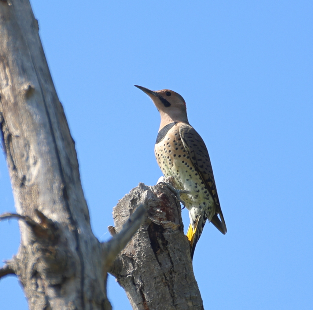 Northern Flicker from Lucas County, OH, USA on September 18, 2023 at 12 ...
