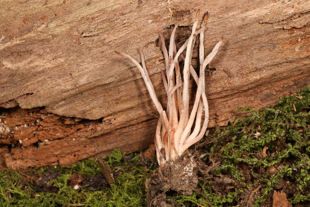 Smoky Spindles from 130 Kanuga Chapel Dr, Hendersonville, NC 28739, USA ...