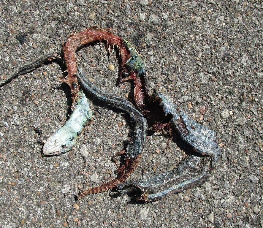 Red-sided Garter Snake from Reno County, KS, USA on September 5, 2023 ...