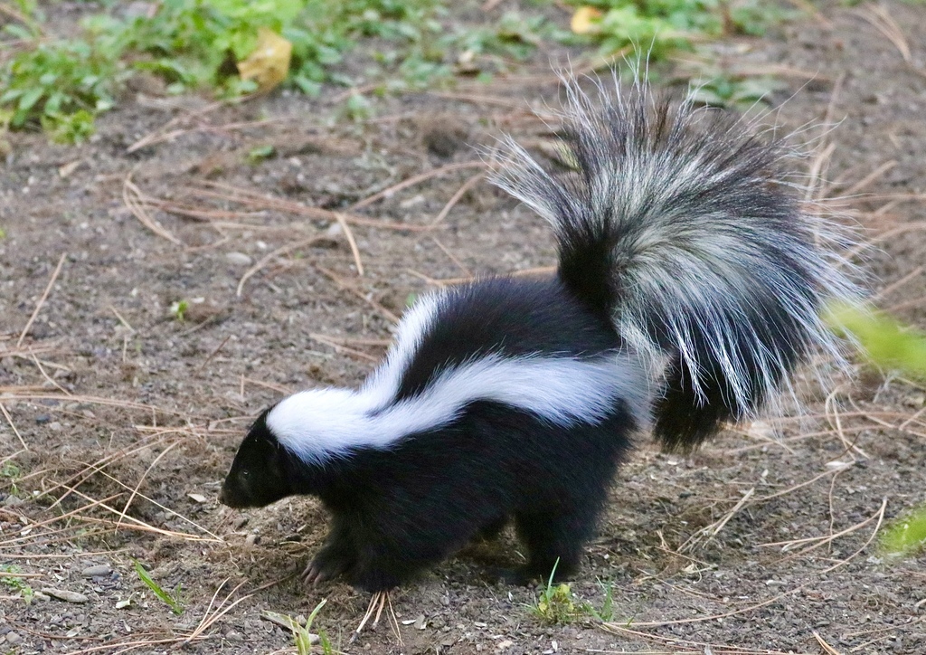 Striped Skunk from Pend Oreille County, WA, USA on September 18, 2023 ...