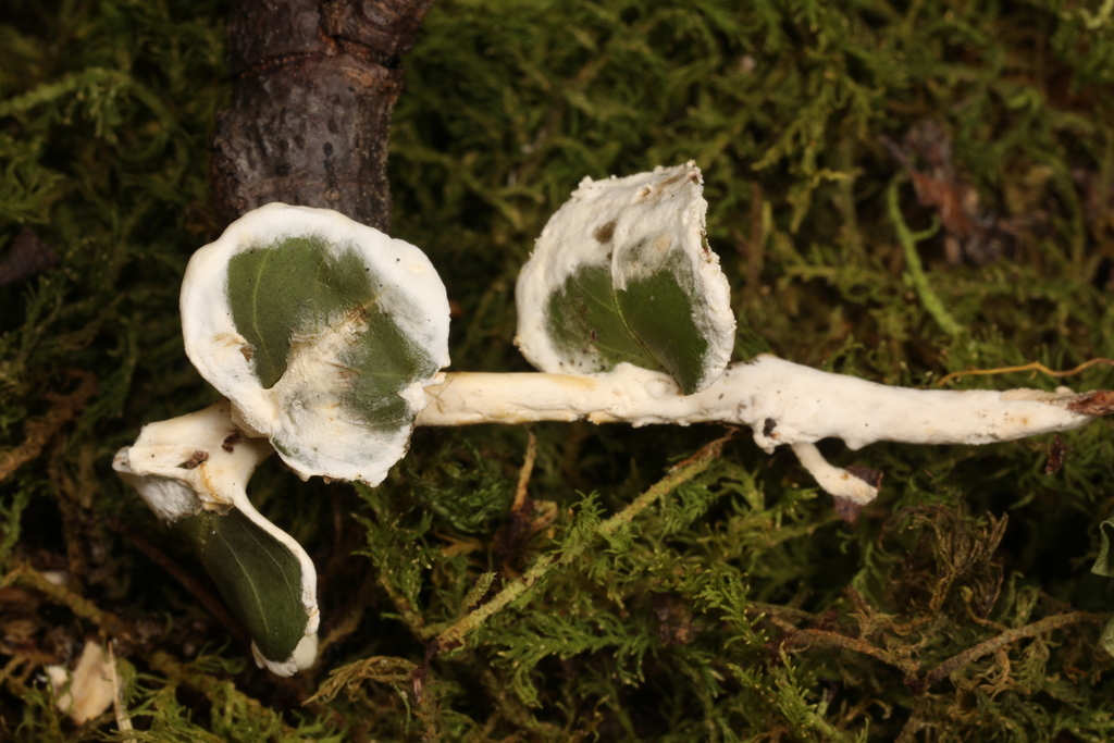 enveloping crust from 130 Kanuga Chapel Dr, Hendersonville, NC 28739 ...