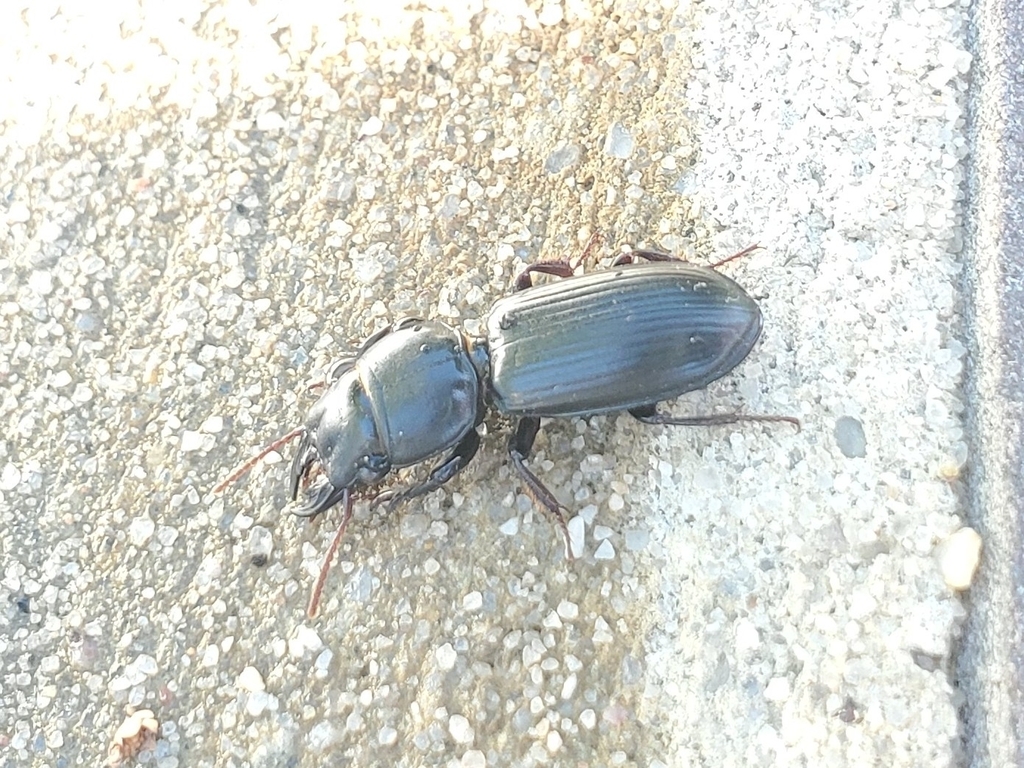 Big-headed Ground Beetle from Cortlandt, NY 10567, USA on June 25, 2022 ...