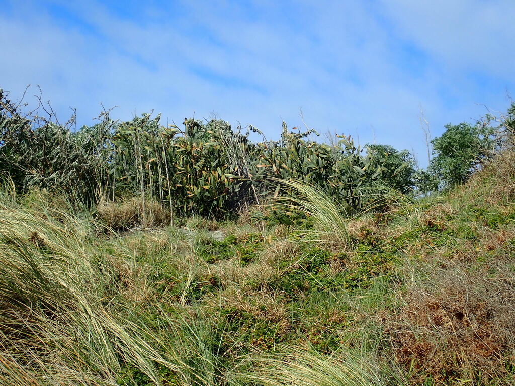 coastal wattle from Foxton Beach, New Zealand on September 19, 2023 at ...
