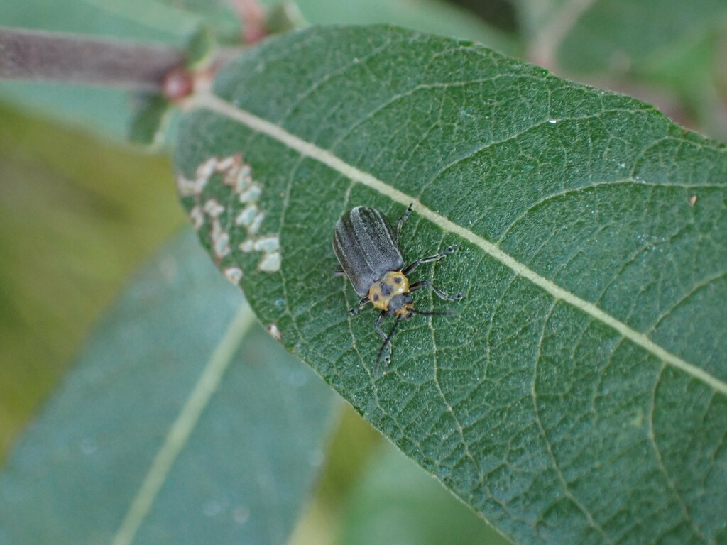 Pacific Willow Leaf Beetle from Lane County, OR, USA on September 16 ...