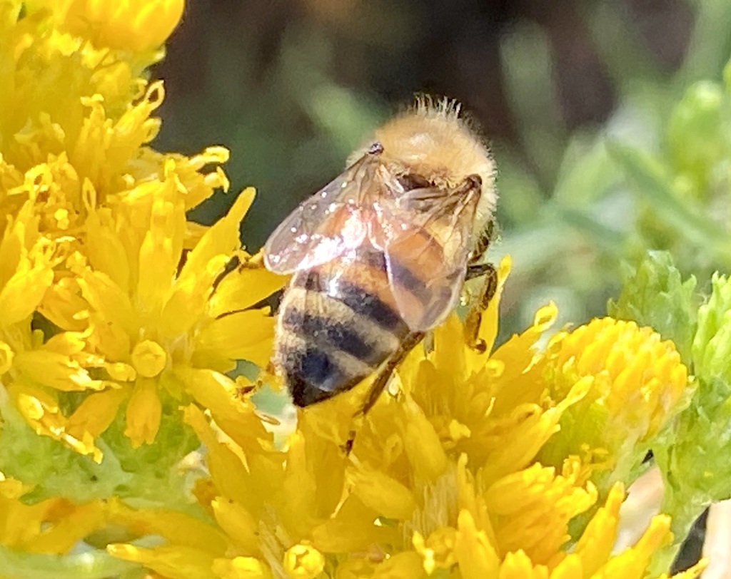 Western Honey Bee from Laguna Niguel, CA, USA on September 18, 2023 at ...