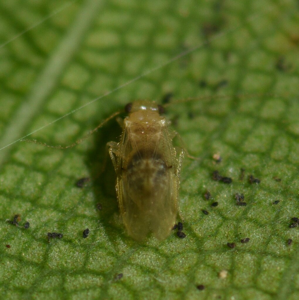 False Lizard Barklice from North Miami, FL, USA on September 15, 2023 ...