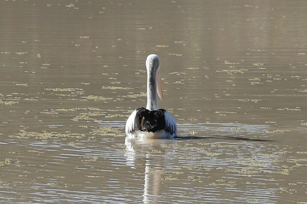 Australian Pelican from Durham QLD 4492, Australia on July 20, 2023 at ...