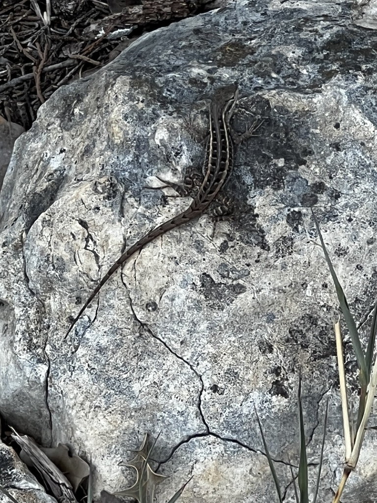 Spiny Lizards from The University of Texas at San Antonio, San Antonio ...