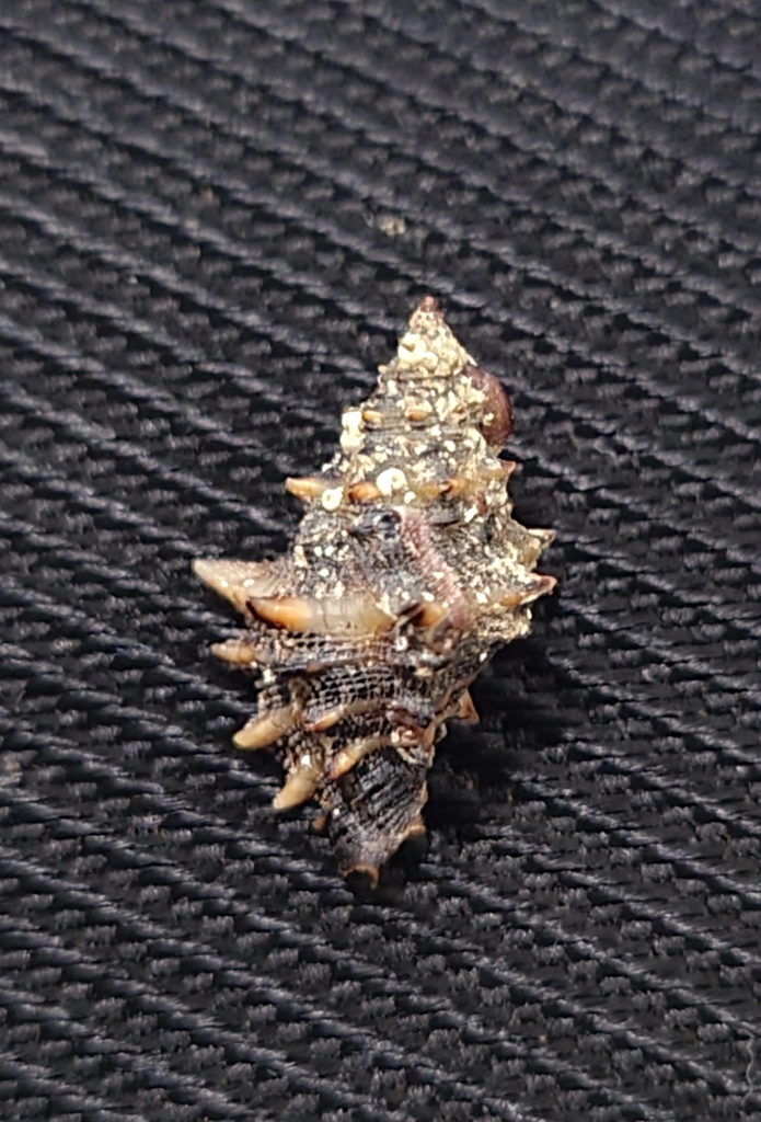 Zetecopsis zeteki from México on September 18, 2023 at 09:39 PM by ...