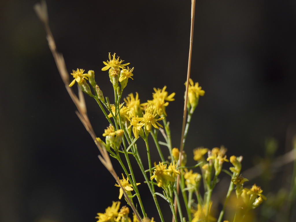 Broom Snakeweed from San Diego County, CA, USA on September 18, 2023 at ...