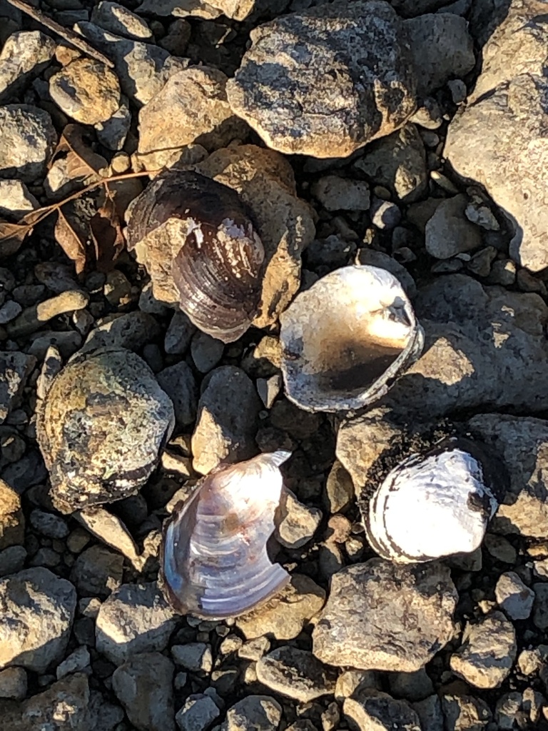 Giant Floater from Benbrook Lake, Benbrook, TX, US on September 17 ...