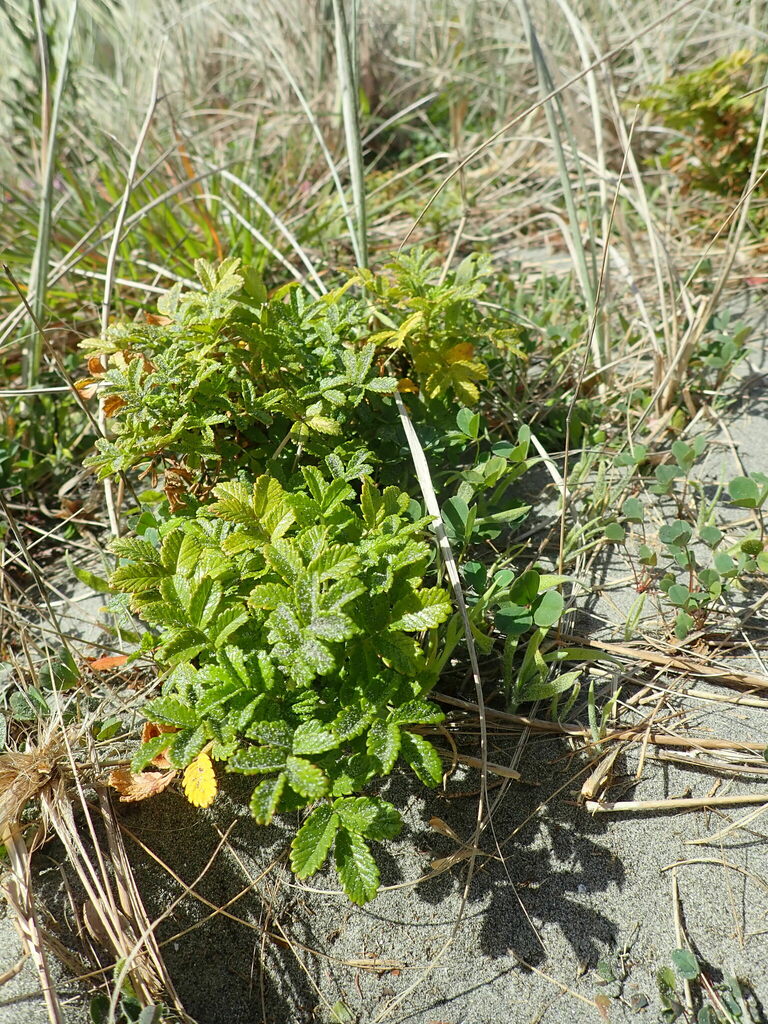 Biddy-biddy from Foxton Beach, New Zealand on September 19, 2023 at 09: ...