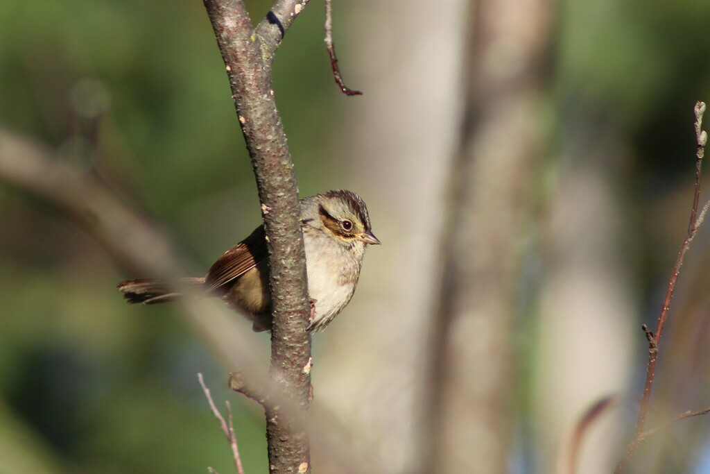 Swamp Sparrow from Schmeeckle Reserve, Stevens Point, WI, US on October ...