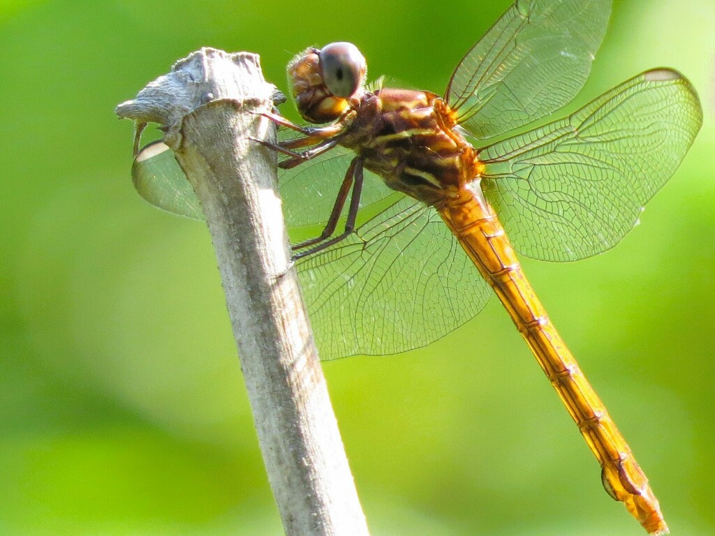 Red-tailed Skimmer from Laguna de 3 Palos, Acapulco de Juárez, Gro ...