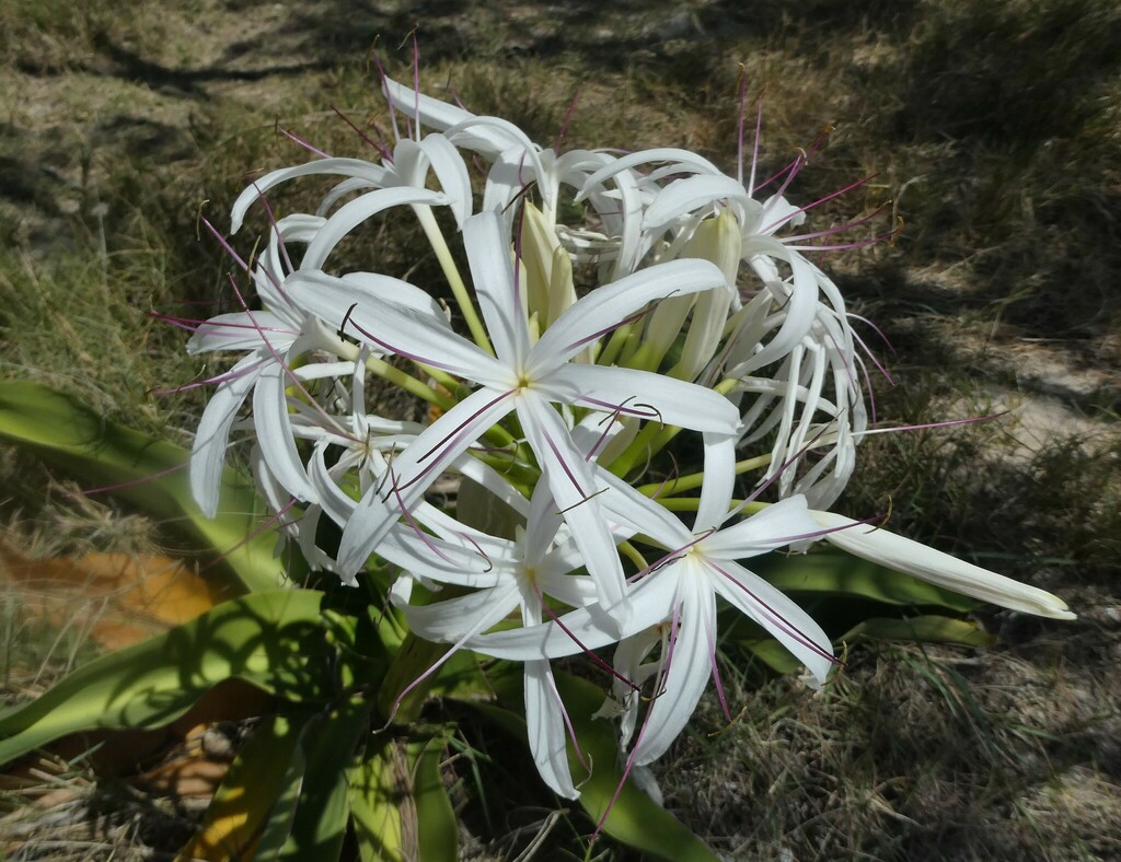 mangrove lily from Point Lookout QLD 4183, Australia on September 18 ...