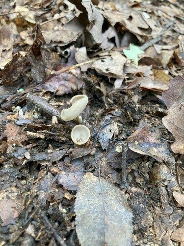 Observations by hemartin10849 · iNaturalist