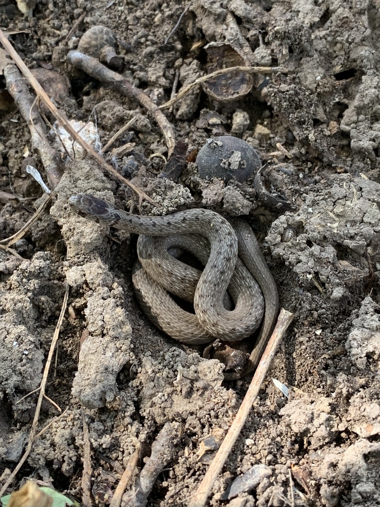 DeKay's Brownsnake in September 2023 by bbird. Coiled up in a 1 inch ...
