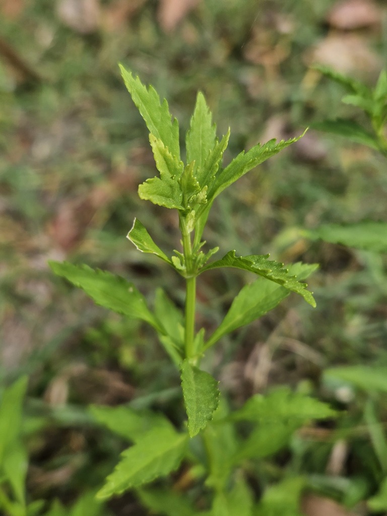 licorice weed in September 2023 by pcopping_ecp · iNaturalist