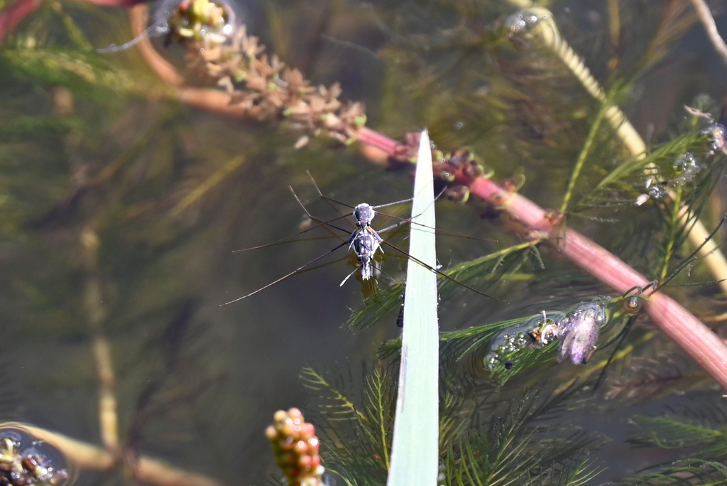 Neogerris hesione from Champaign County, IL, USA on September 18, 2023 ...