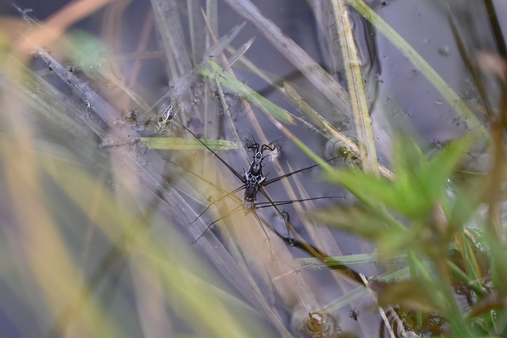 Neogerris hesione from Champaign County, IL, USA on September 18, 2023 ...