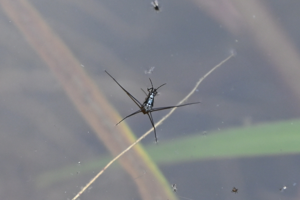 Neogerris hesione from Champaign County, IL, USA on September 18, 2023 ...