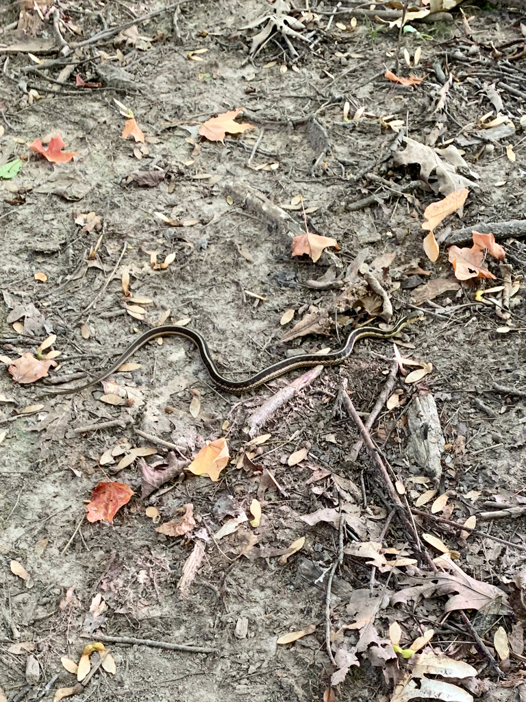 Common Garter Snake from Logan, Ann Arbor, MI 48105, USA on September ...