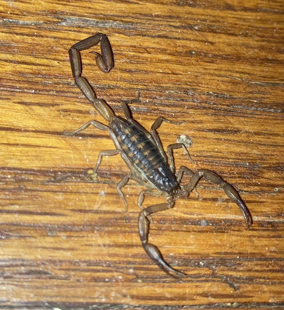 Hentz Striped Scorpion from Georgia Highway 99, Brunswick, GA, US on ...